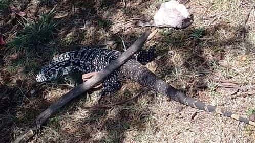 Encontraron un Lagarto overo en Movediza ¿Por qué hay que cuidarlo ...