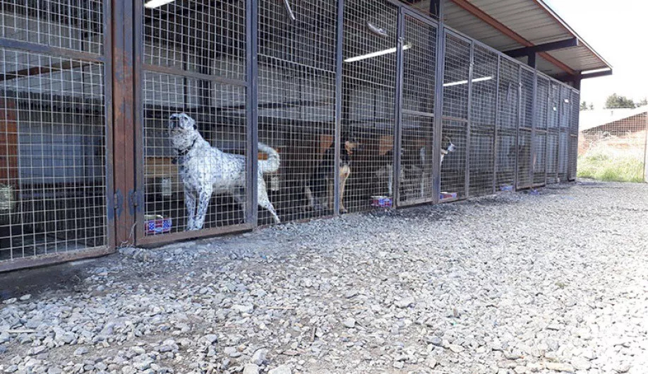 El Municipio modernizará los caniles de Bromatología y los reubicará en ...
