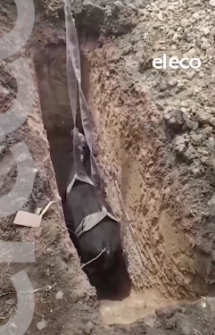 En un campo de la zona, una vaca cayó en un pozo y realizaron un ...