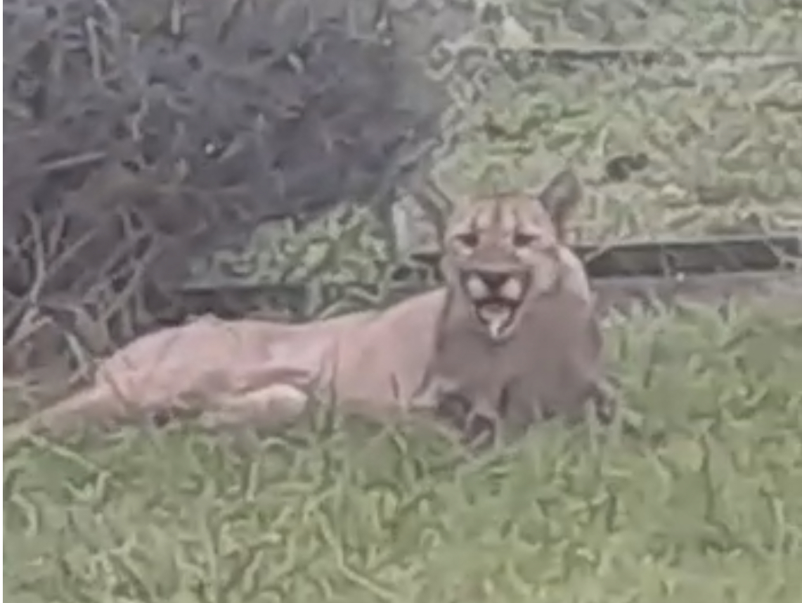 Alerta por la presencia de un puma en el patio de una casa de Tandil