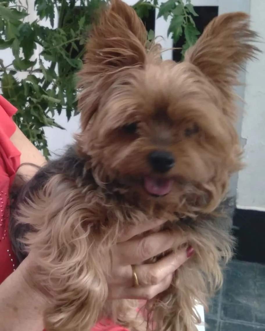 Buscan a Pinki, la perrita y compañera de una señora mayor