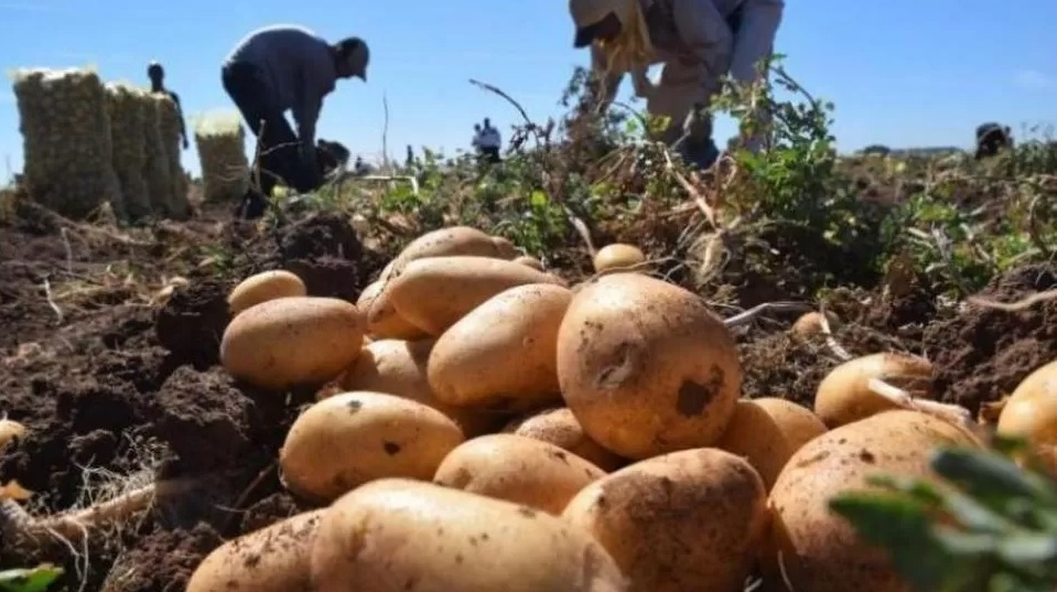 La producción de papa semilla también evoluciona en busca de calidad y ...