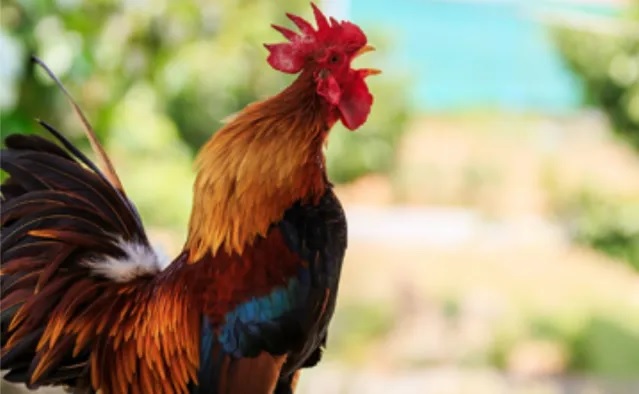 Otro gallo cantaría