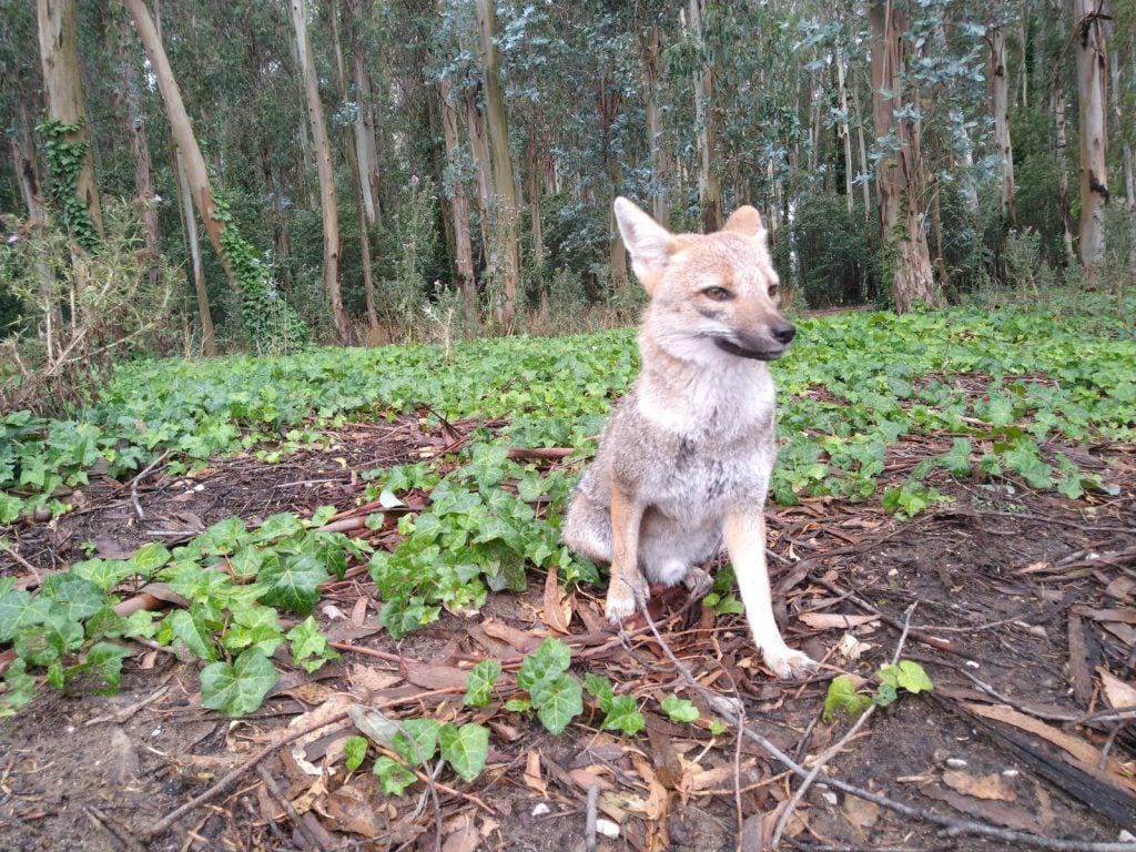 Apareció un zorro en la costa de Mar del Plata