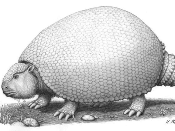 Hallan en San Eduardo del Mar restos de un gliptodonte juvenil de más ...