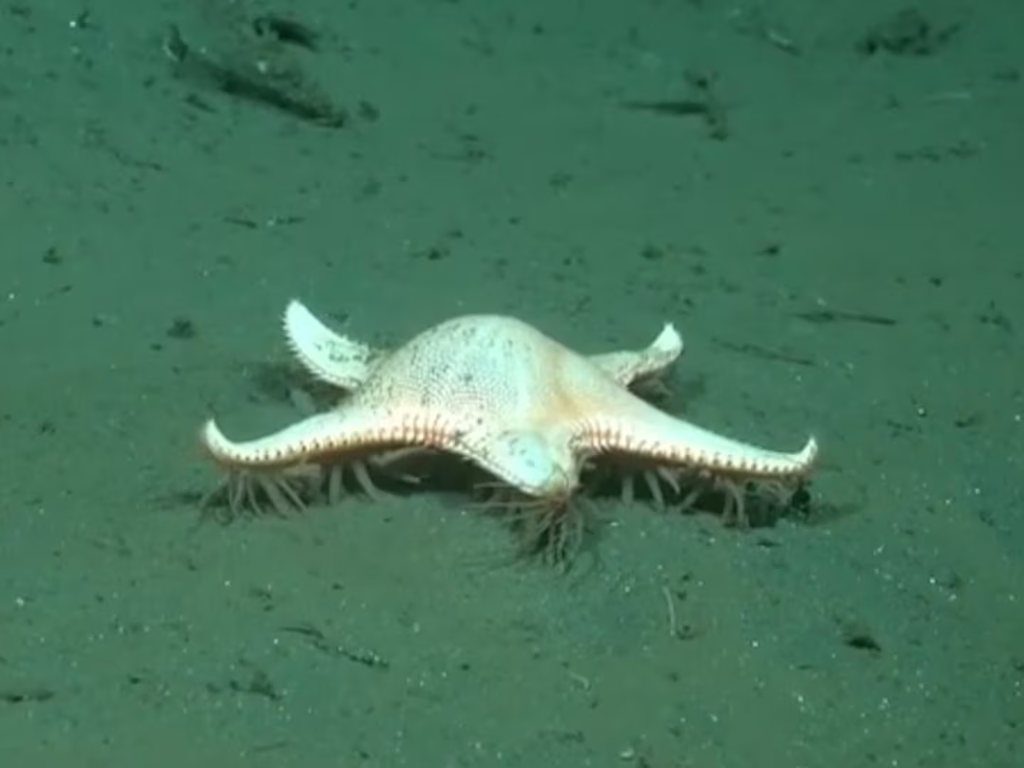 Capturan por primera vez imágenes de una estrella de mar en movimiento