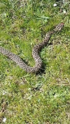 Una yarará de gran tamaño sorprendió a los vecinos de Tandil