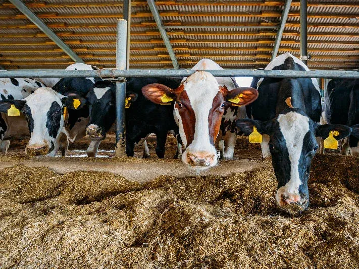 La nutrición animal de precisión llegó a Tandil para transformar la ...